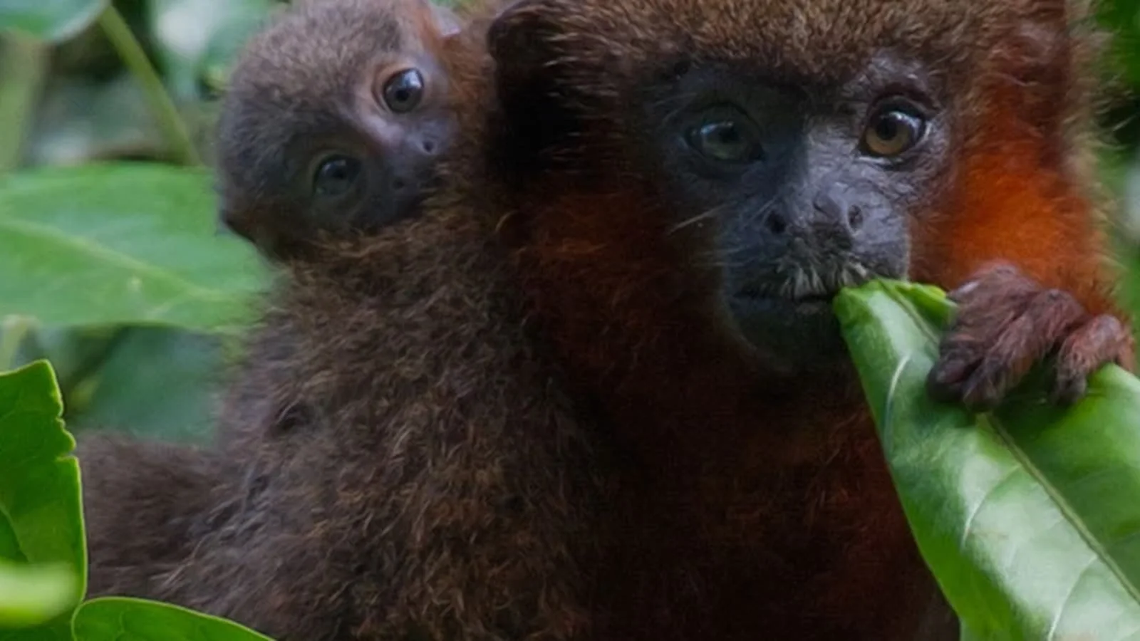 Monkeys in Tambopata