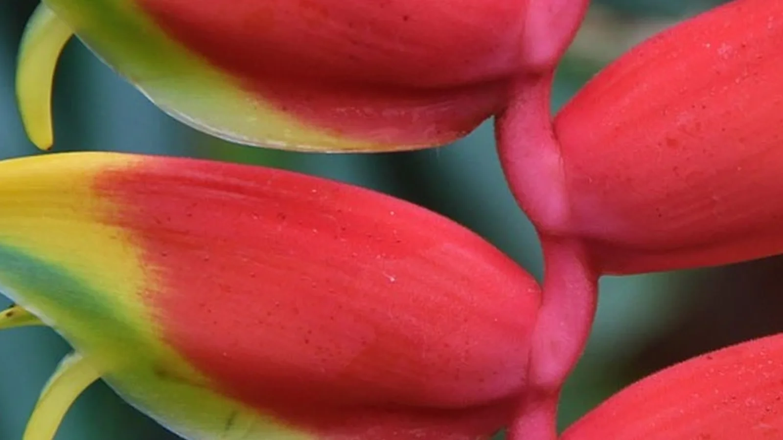 Names Of Rainforest Flowers What Plants Are In The Amazon Rainforest?