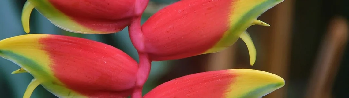 The 29 Most Fascinating Plants in the Amazon Rainforest