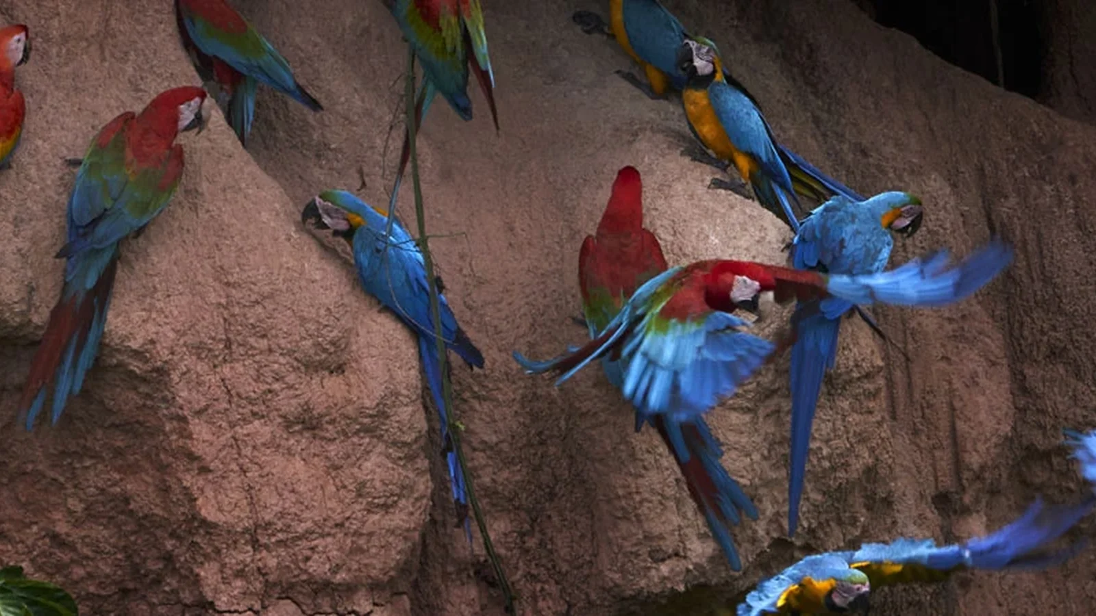 The Best Macaw Clay Licks in Peru