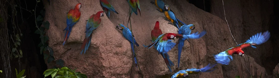 The Best Macaw Clay Licks in Peru