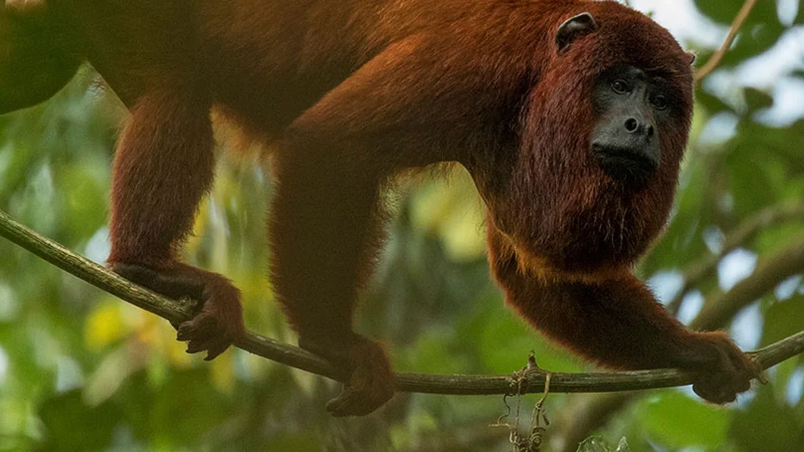 The Best Way To Experience The Amazon Rainforest