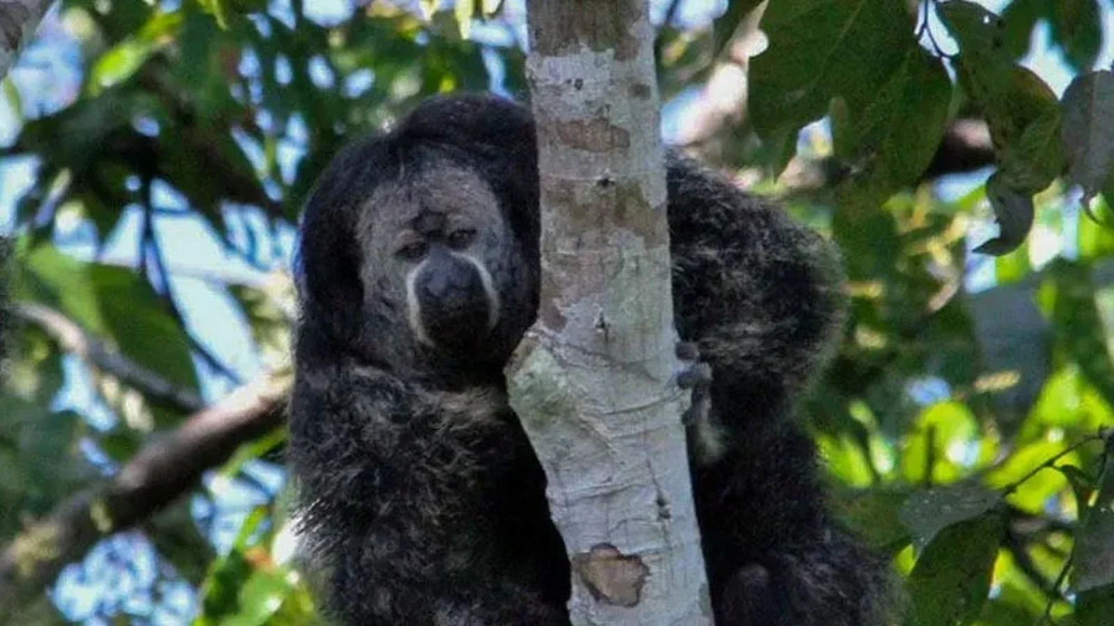 The Iquitos Travel Guide