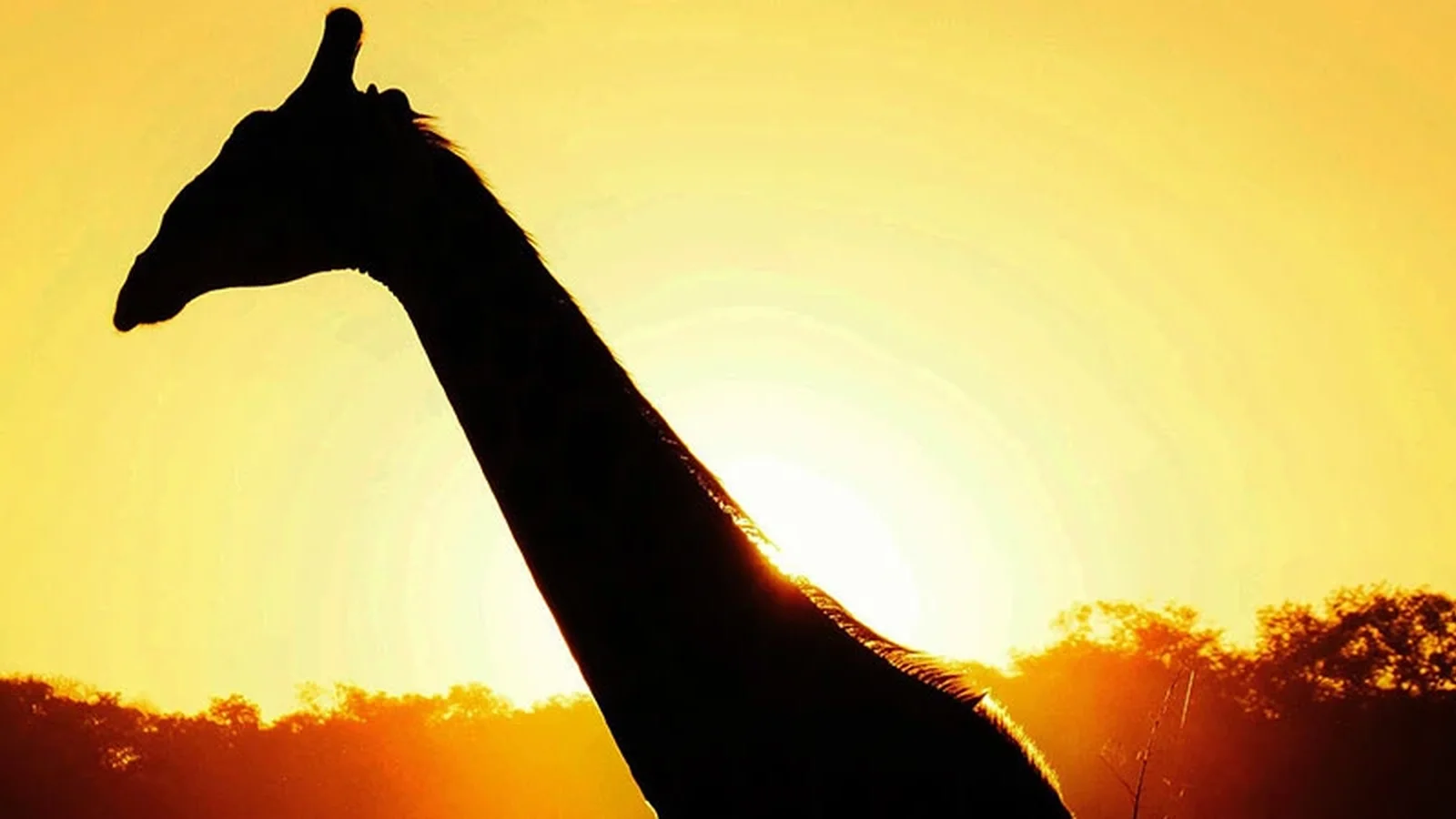 Top 9 African Savanna Tours