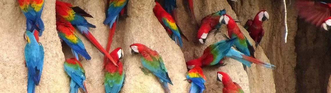 Top Attractions in the Amazon Rainforest