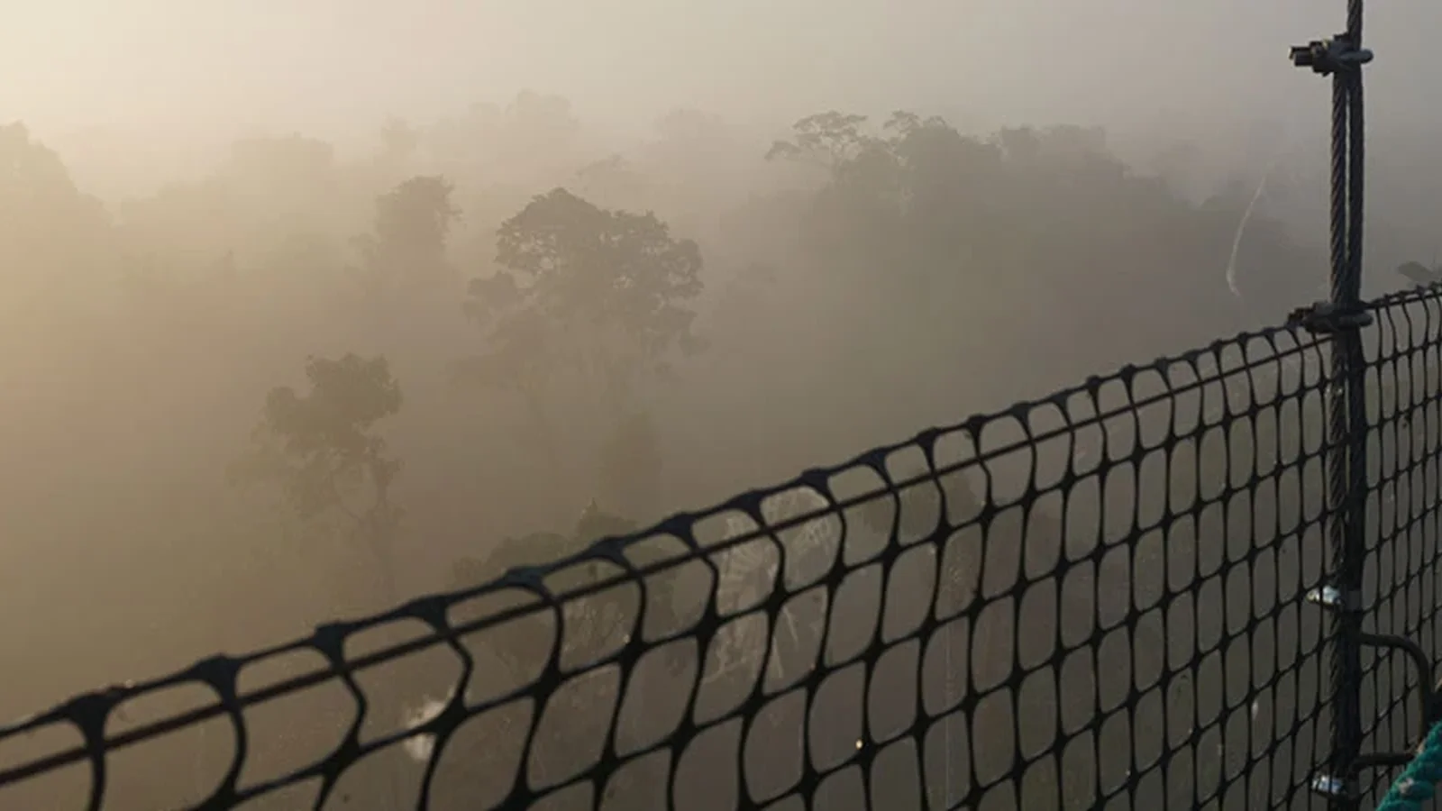 Top Canopy Tours in the Amazon Rainforest