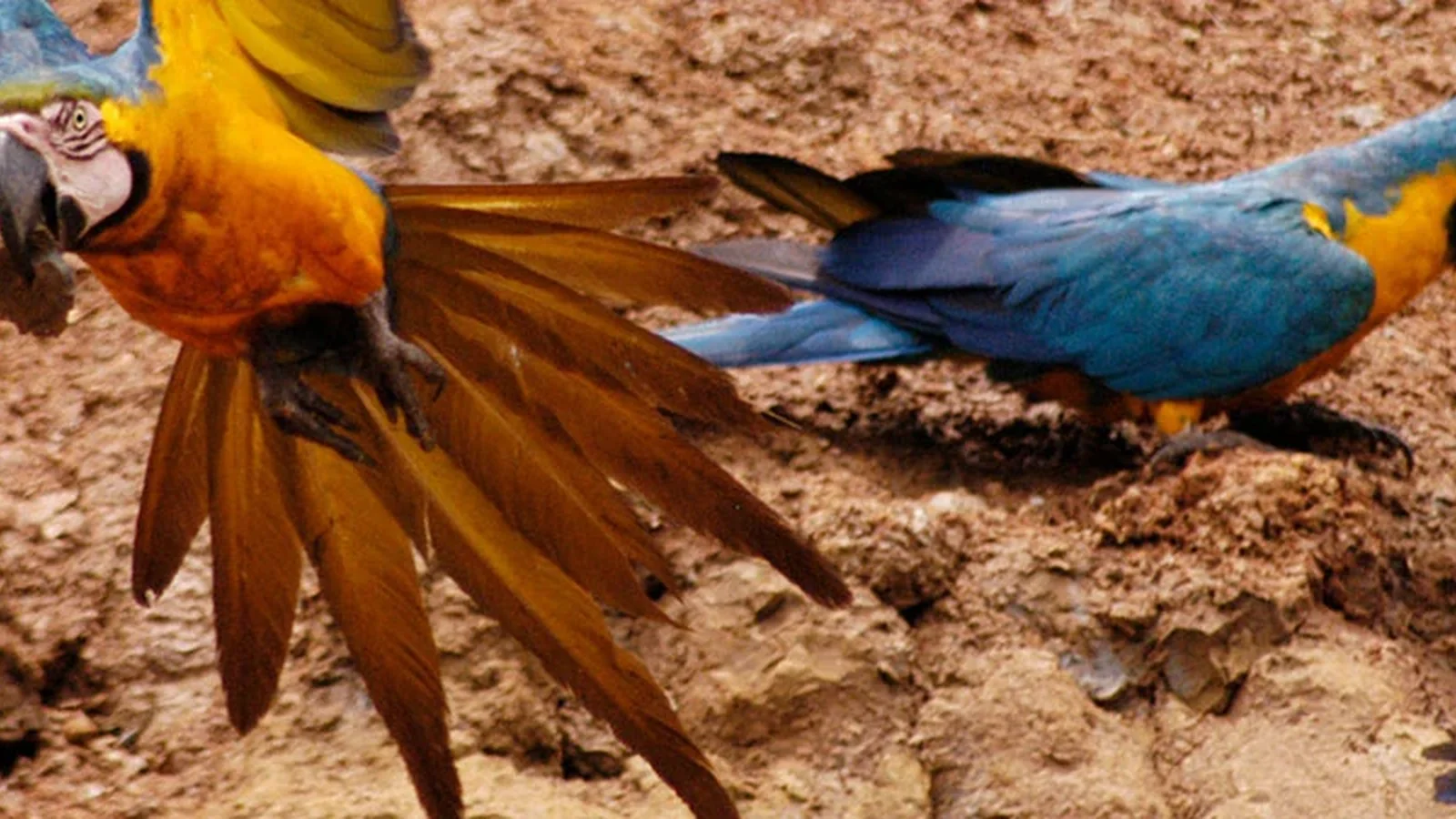 Top Puerto Maldonado Amazon Tours